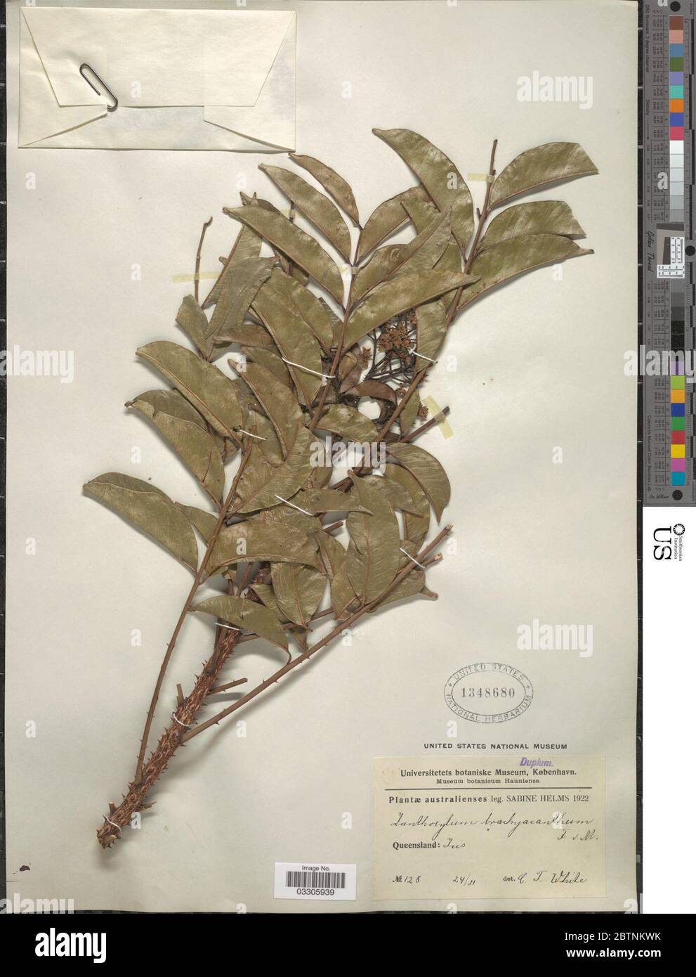 Zanthoxylum brachyacanthum hi-res stock photography and images - Alamy