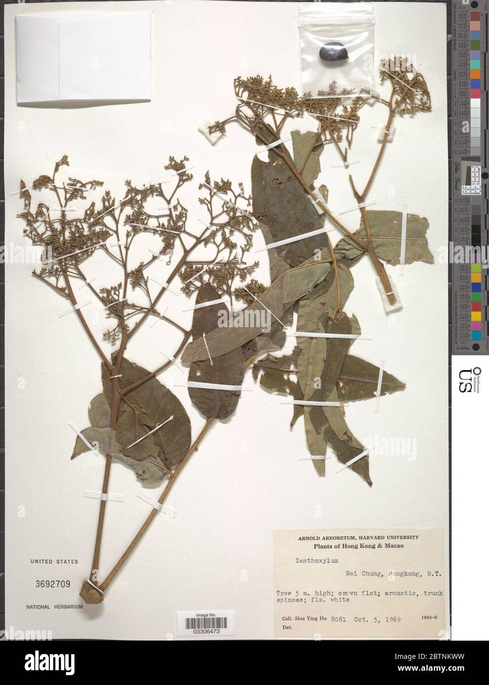 Zanthoxylum zanthoxylum sp hi-res stock photography and images - Alamy