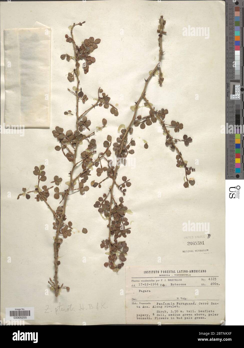 Fagara hi-res stock photography and images - Alamy