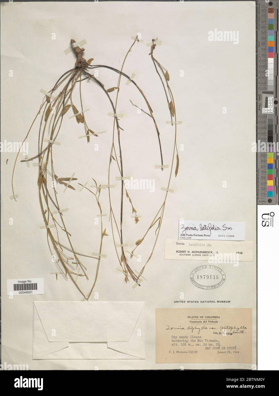 Zornia latifolia Sm. 11 Jan 20181 Stock Photo - Alamy
