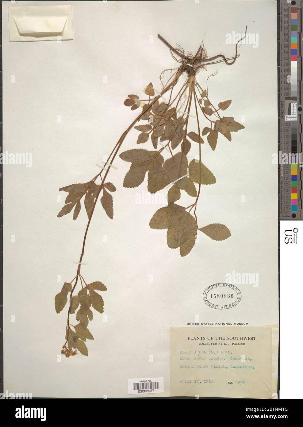 L aurea hi-res stock photography and images - Alamy