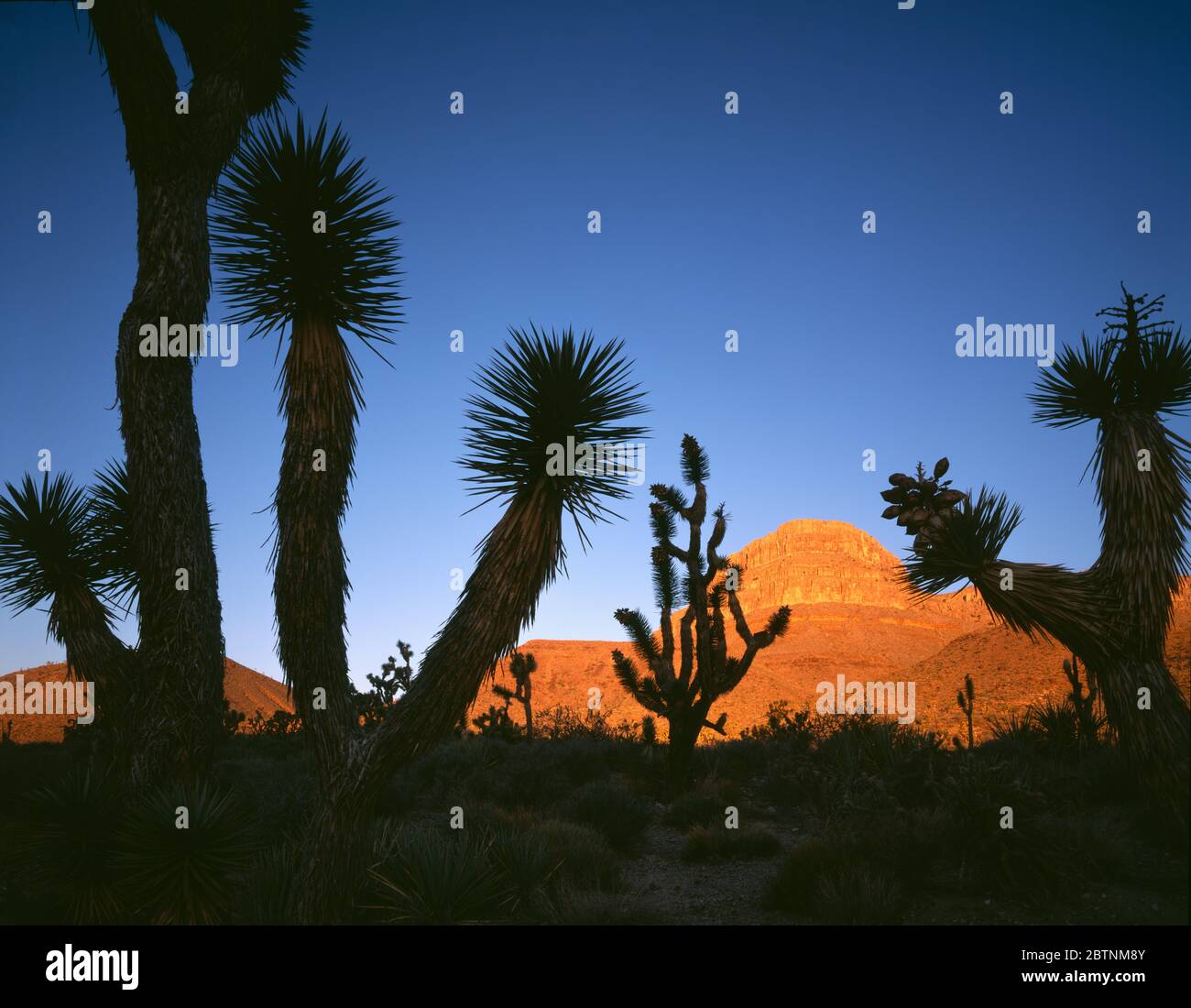 Mohave County AZ / OCT Pre sunset light warms the west face of ...
