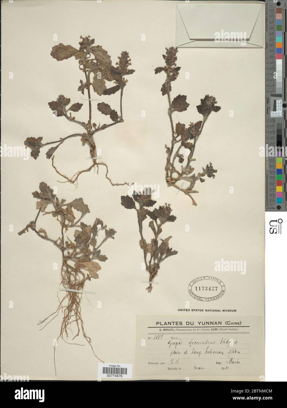 Ajuga decumbens hi-res stock photography and images - Alamy