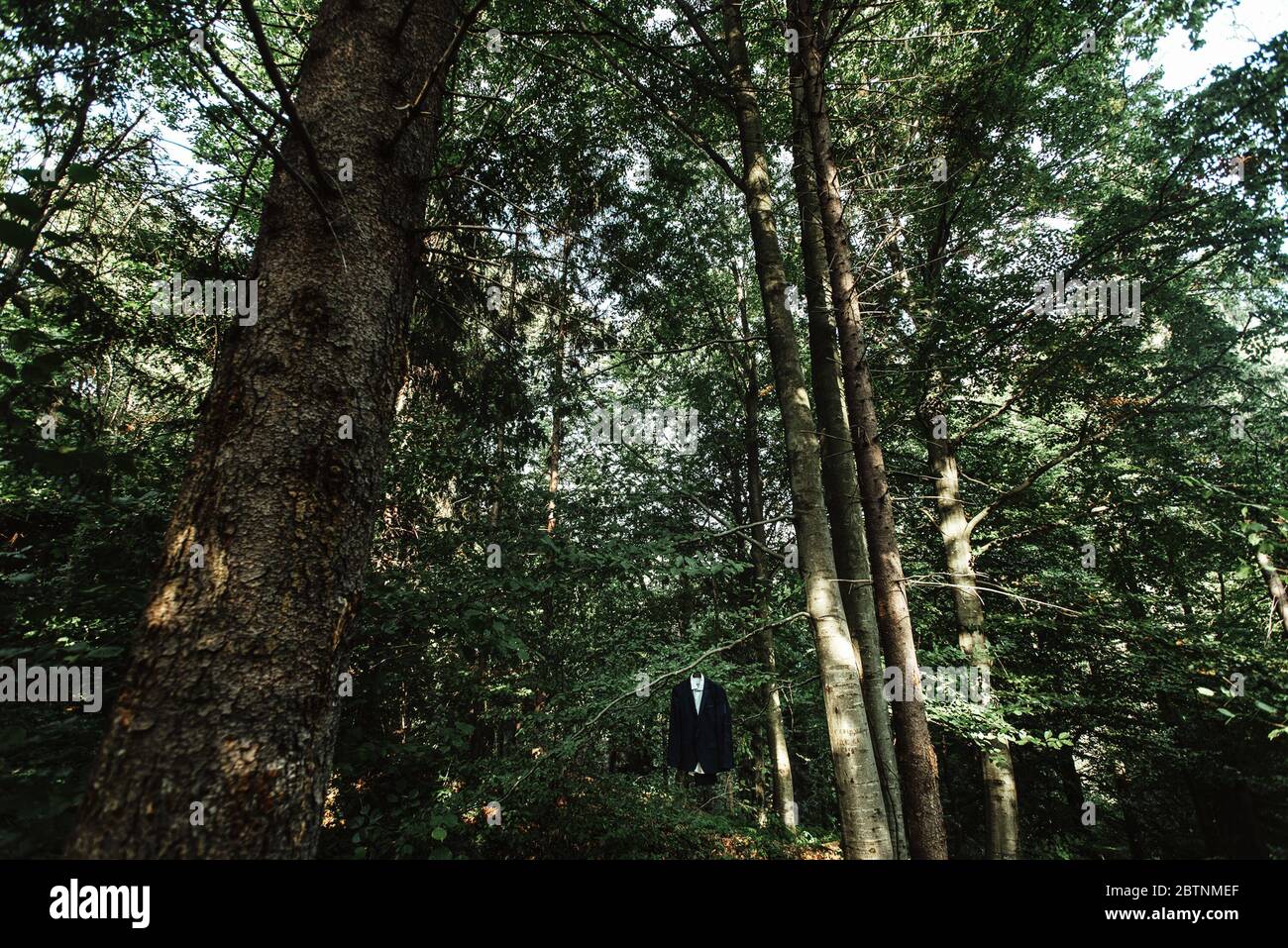 amazing stylish elegant wedding suit hanging on a tree in the sunny ...