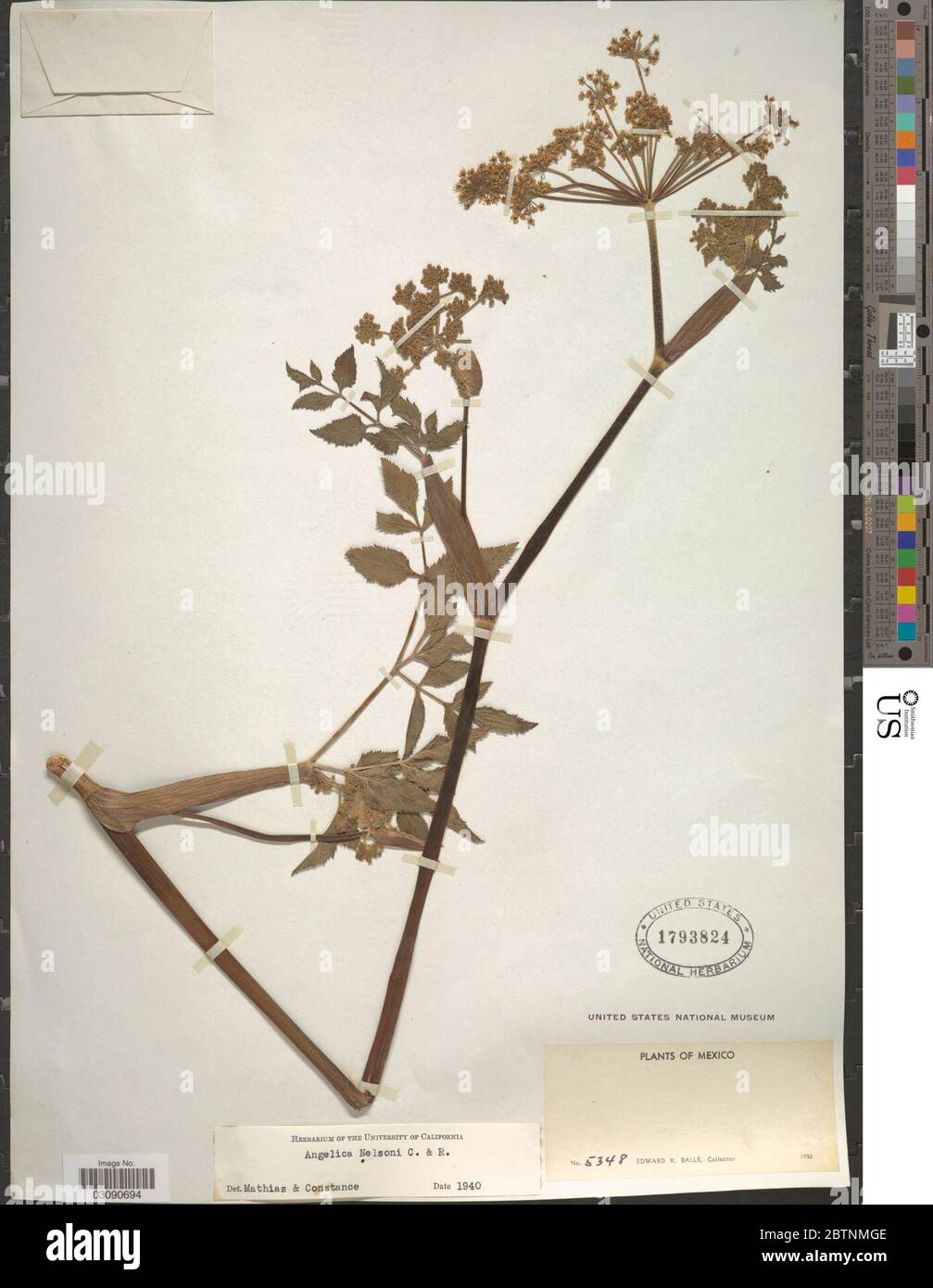 Angelica nelsonii JM Coult Rose Stock Photo - Alamy