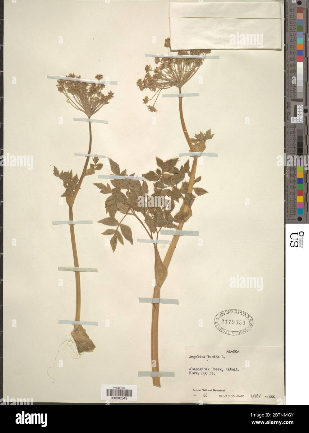 Angelica lucida L Stock Photo - Alamy