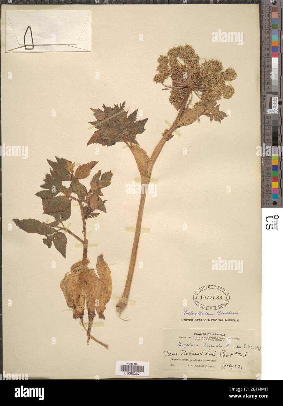 Angelica lucida hi-res stock photography and images - Alamy