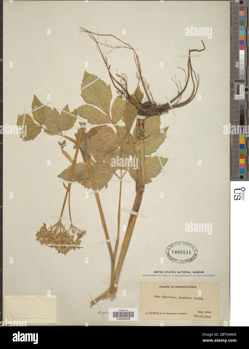 Angelica Angelica Sp High Resolution Stock Photography and Images - Alamy