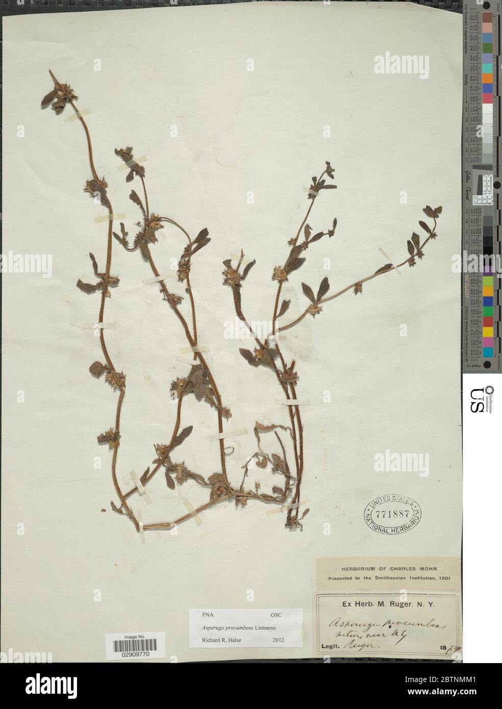 Asperugo procumbens hi-res stock photography and images - Alamy