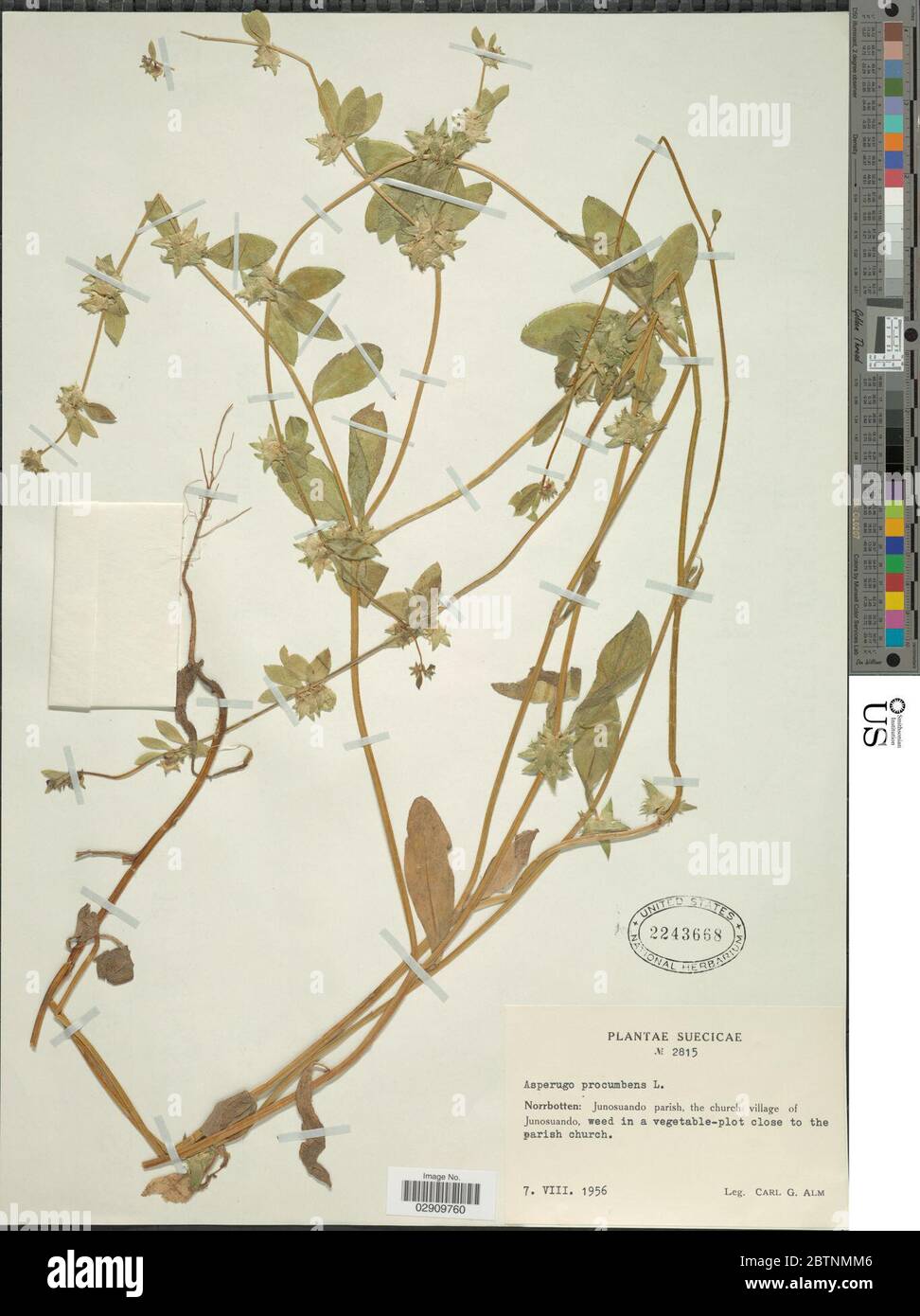Asperugo procumbens hi-res stock photography and images - Alamy