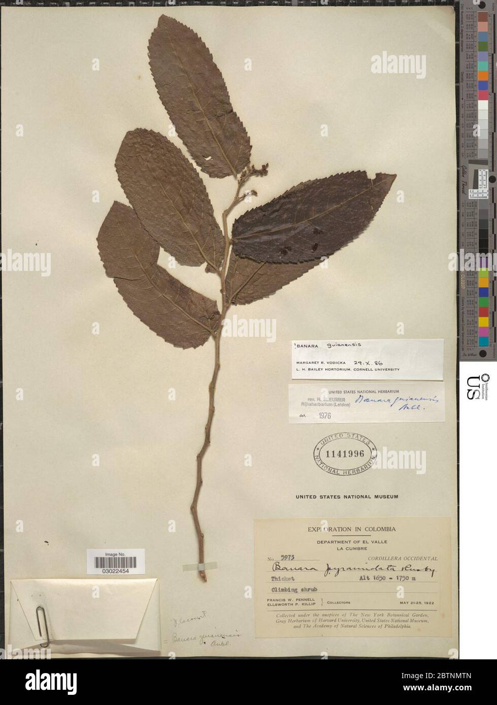 Banara guianensis Aubl Stock Photo - Alamy
