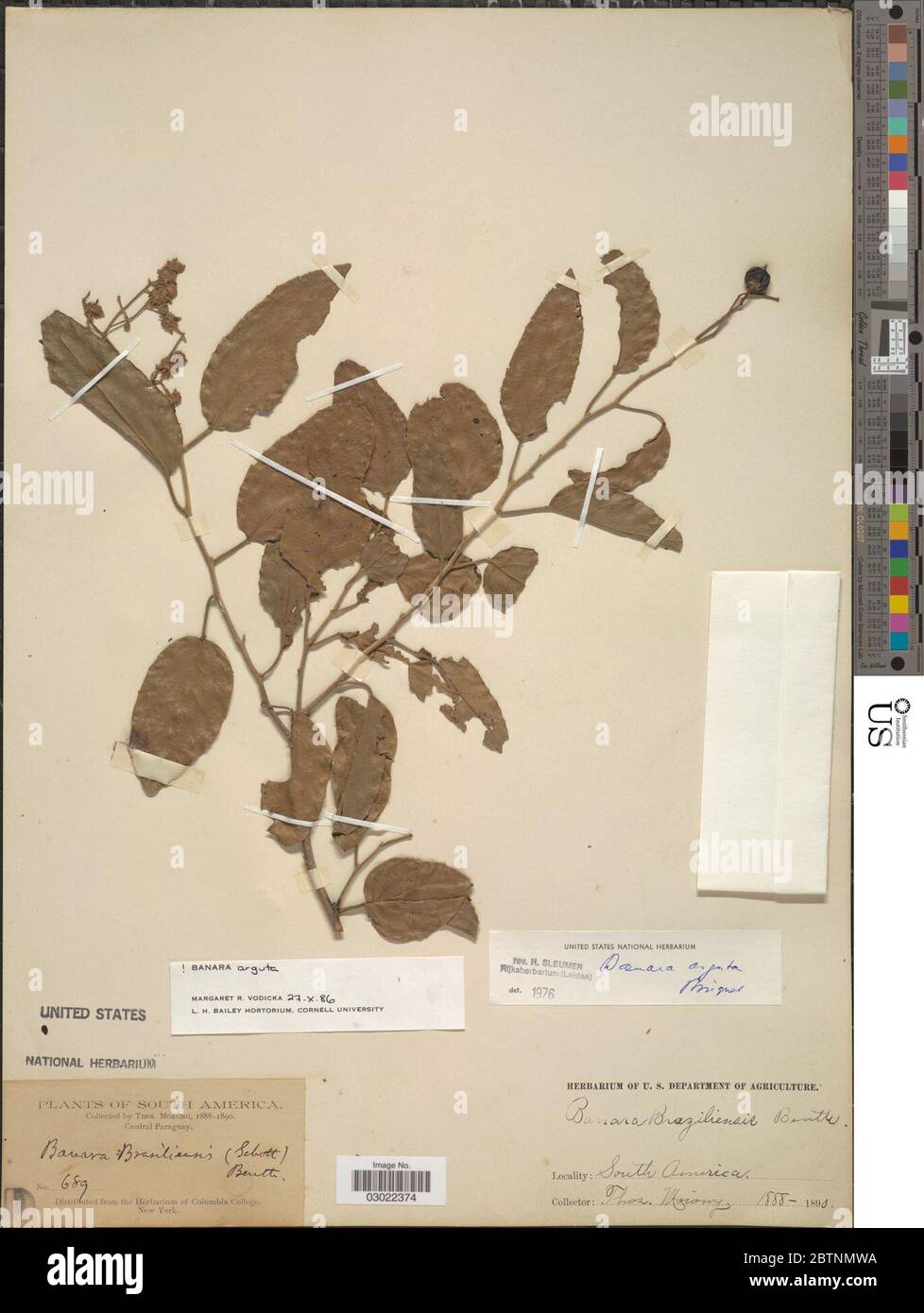 Banara arguta Briq Stock Photo - Alamy