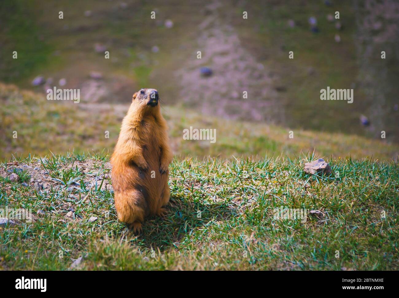 Gopher stands on the green grass. Animal of wild mountain nature ...