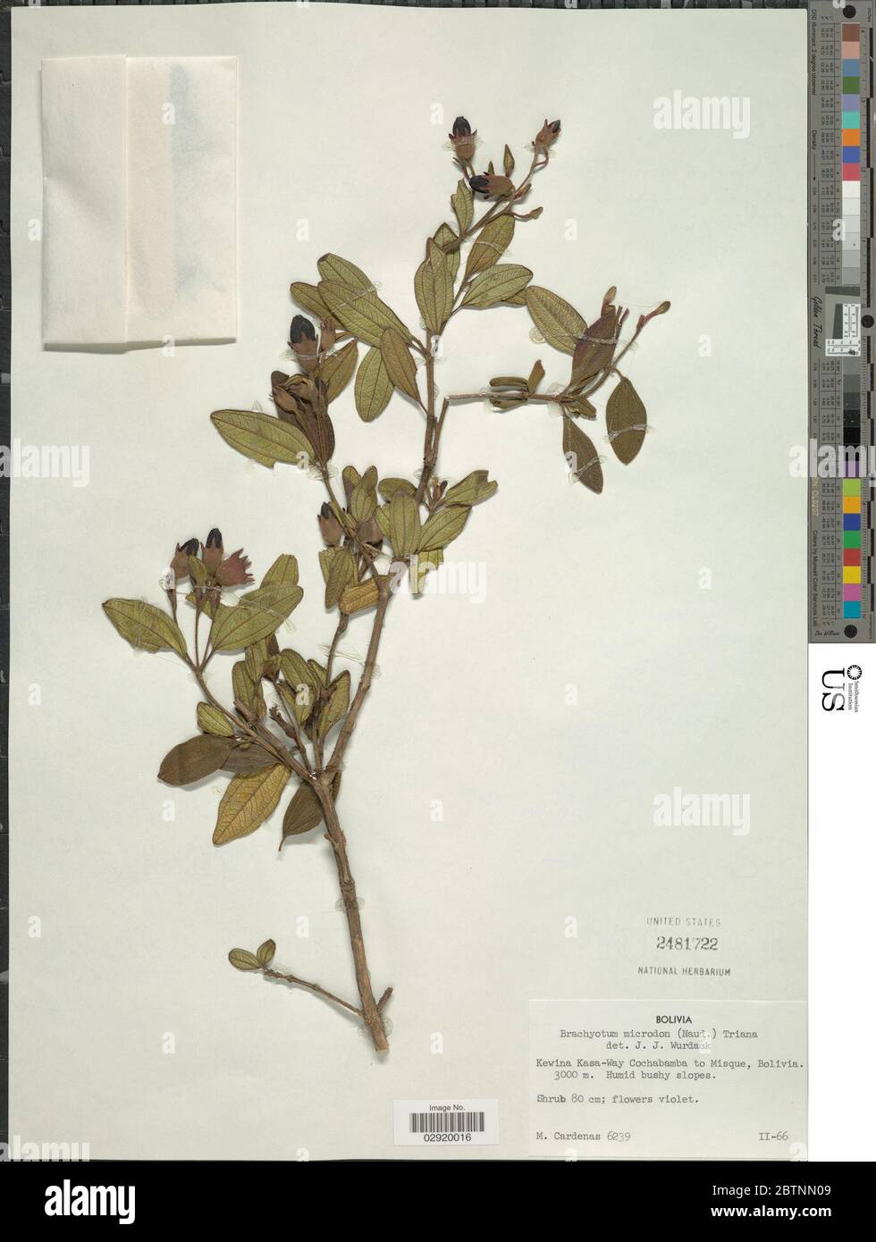 Microdon hi-res stock photography and images - Alamy