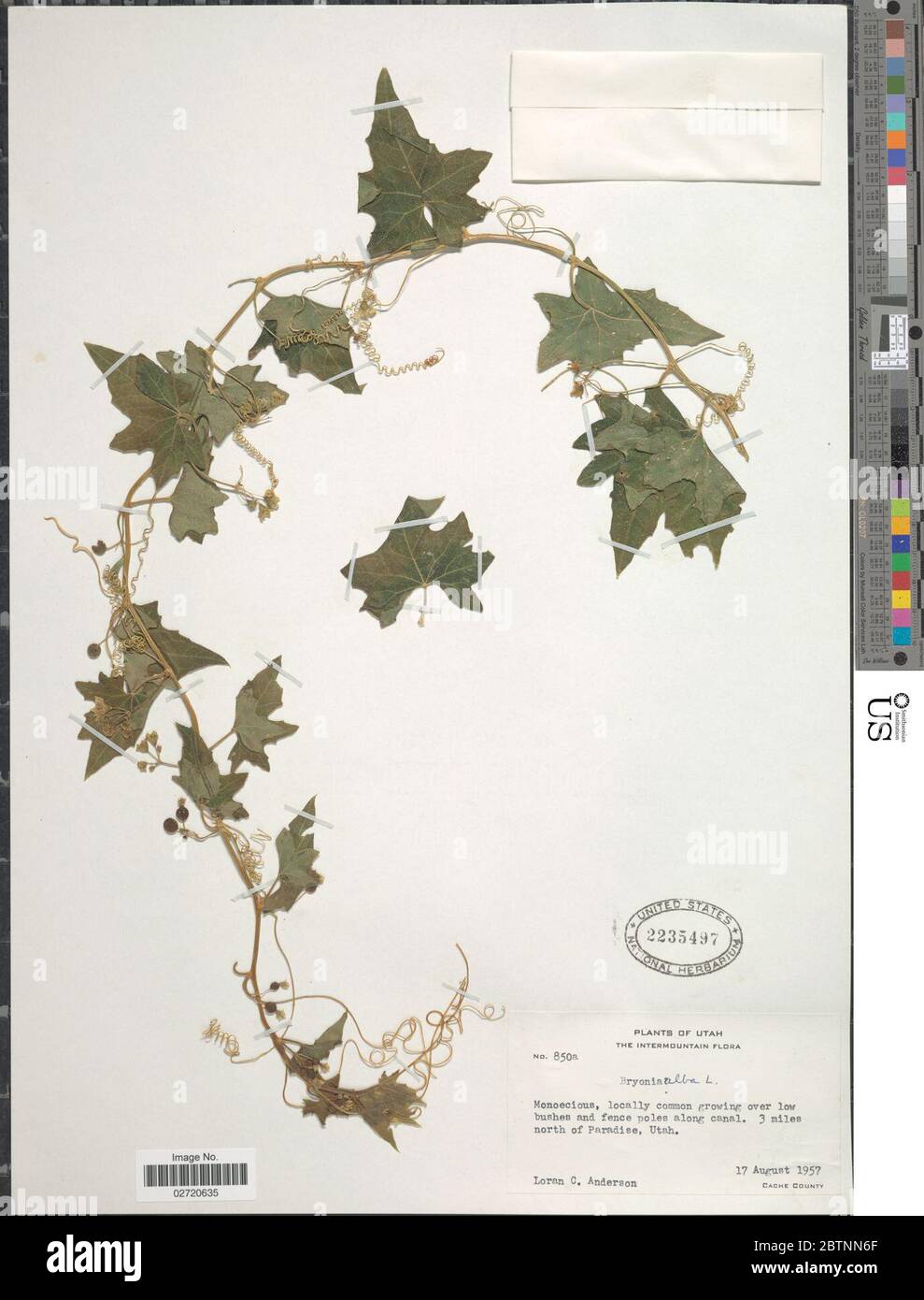 Bryonia alba hi-res stock photography and images - Alamy