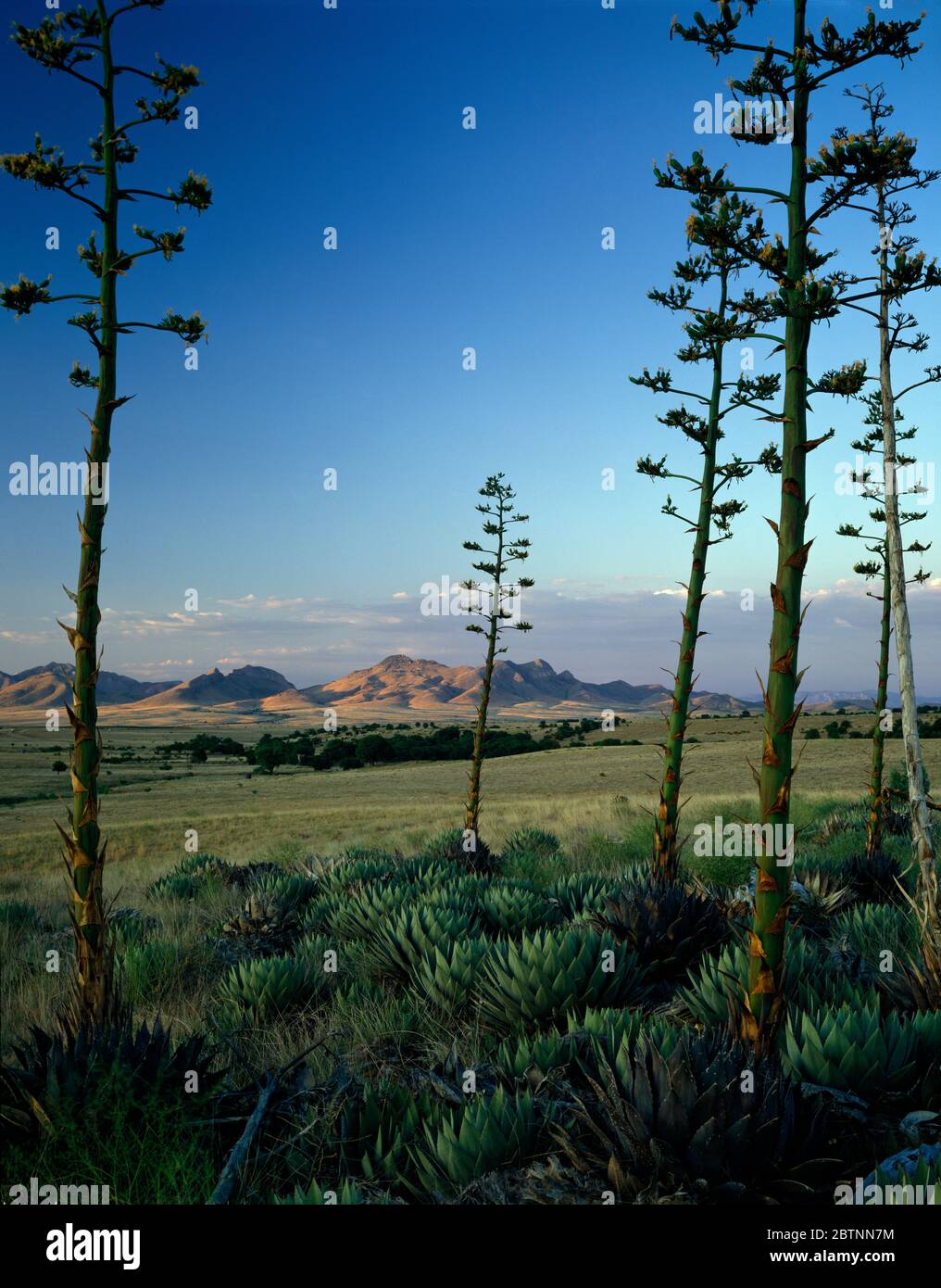 Mustang ranch hi-res stock photography and images - Alamy