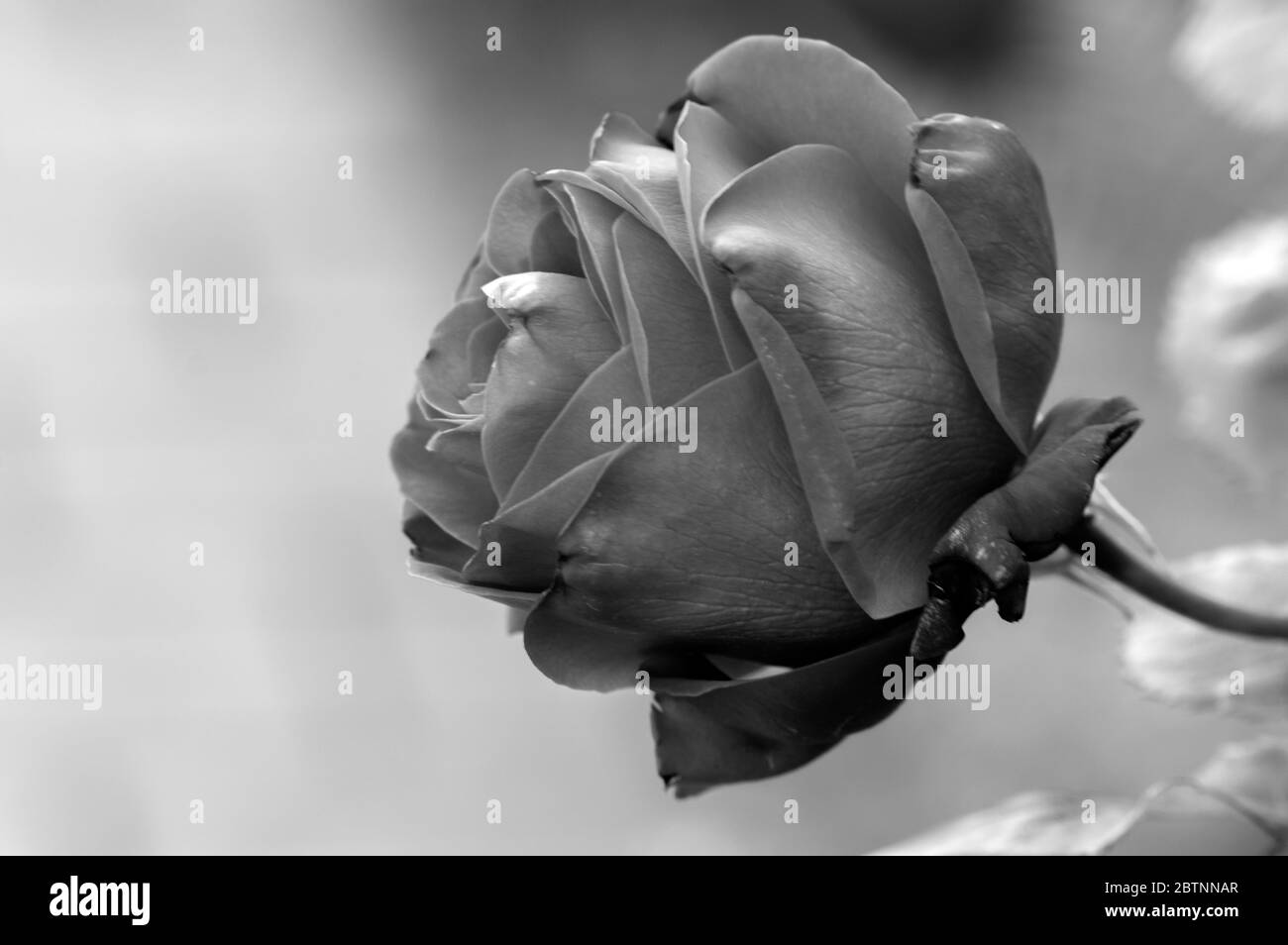 Summer flower red rose Black and White Stock Photos & Images - Alamy