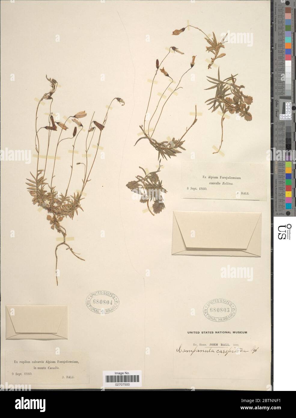 Campanula caespitosa hi-res stock photography and images - Alamy