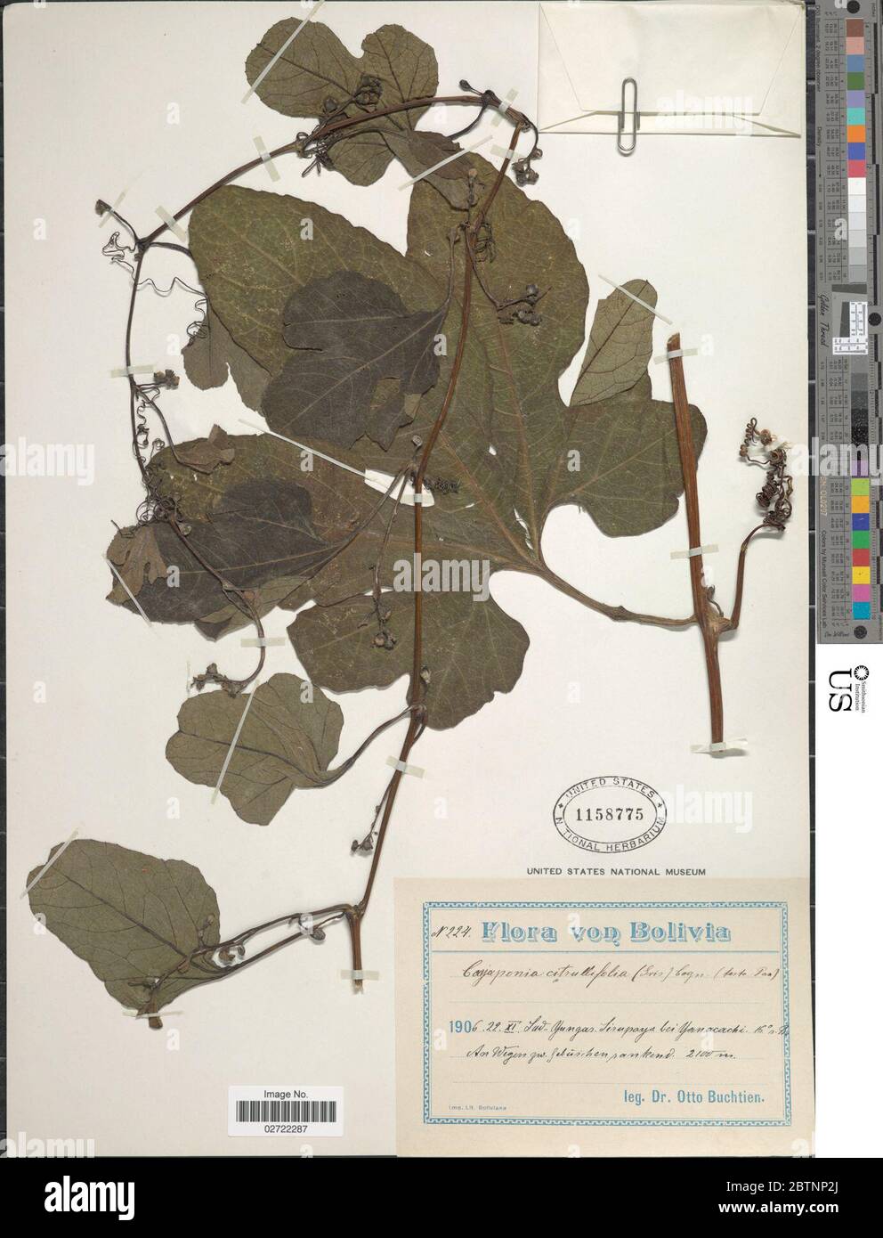 Cayaponia citrullifolia Griseb Cogn Stock Photo - Alamy