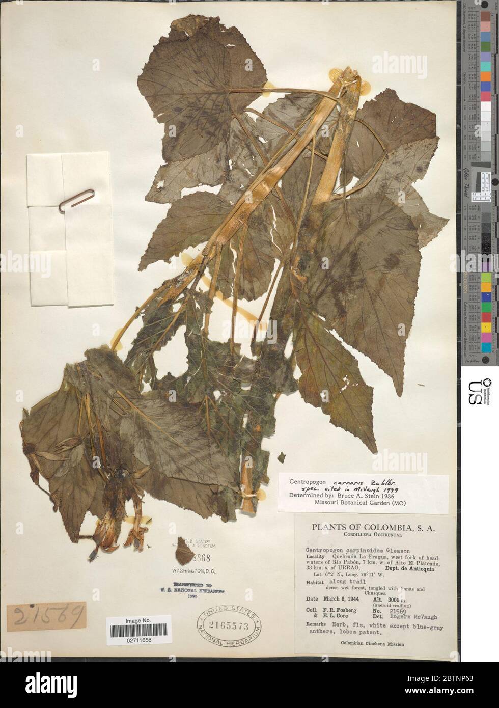 Centropogon carnosus Zahlbr Stock Photo - Alamy