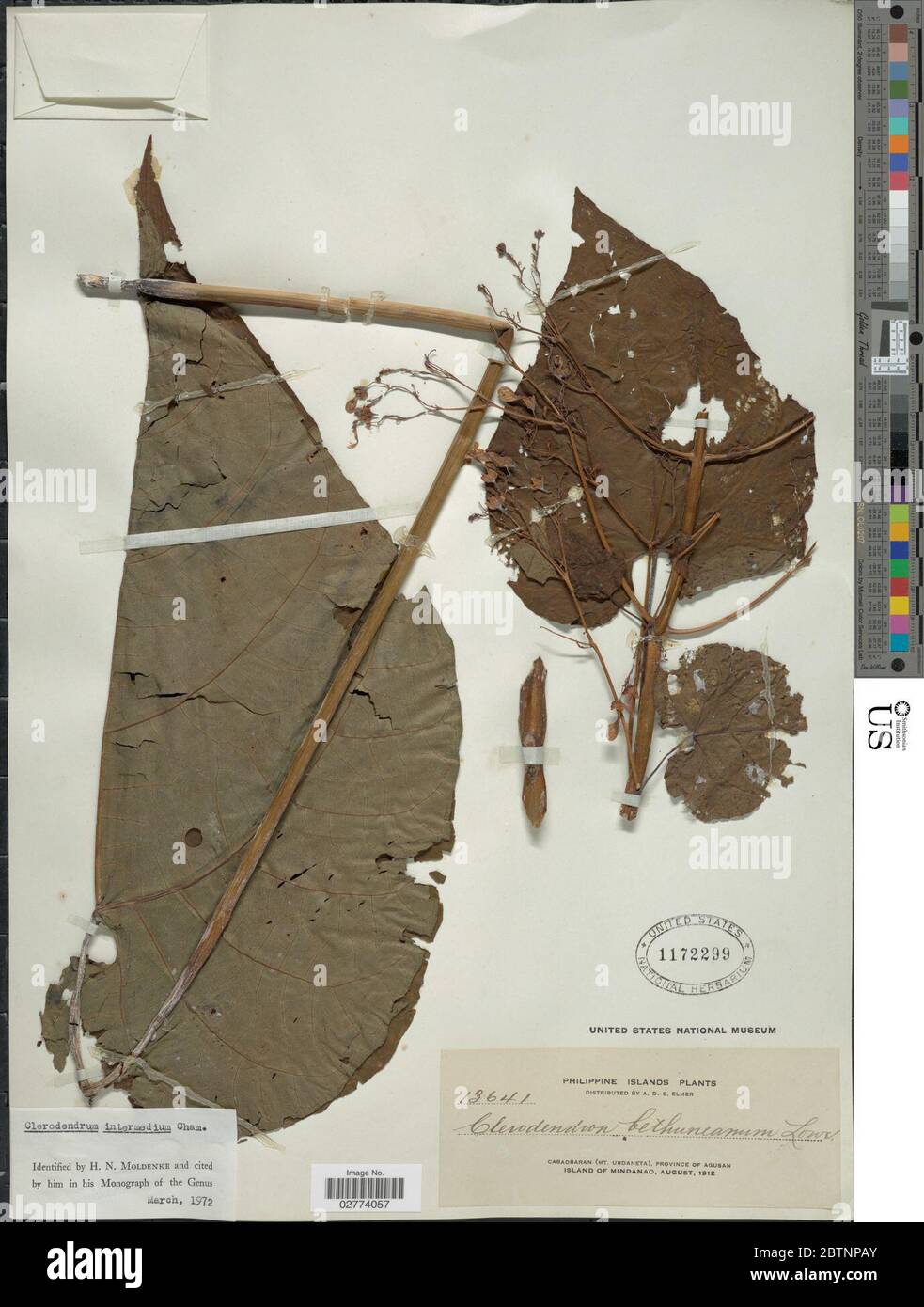 Clerodendrum intermedium Cham Stock Photo - Alamy