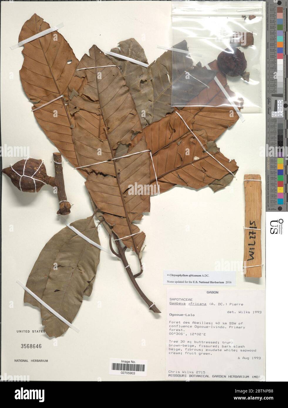 Chrysophyllum africanum hi-res stock photography and images - Alamy