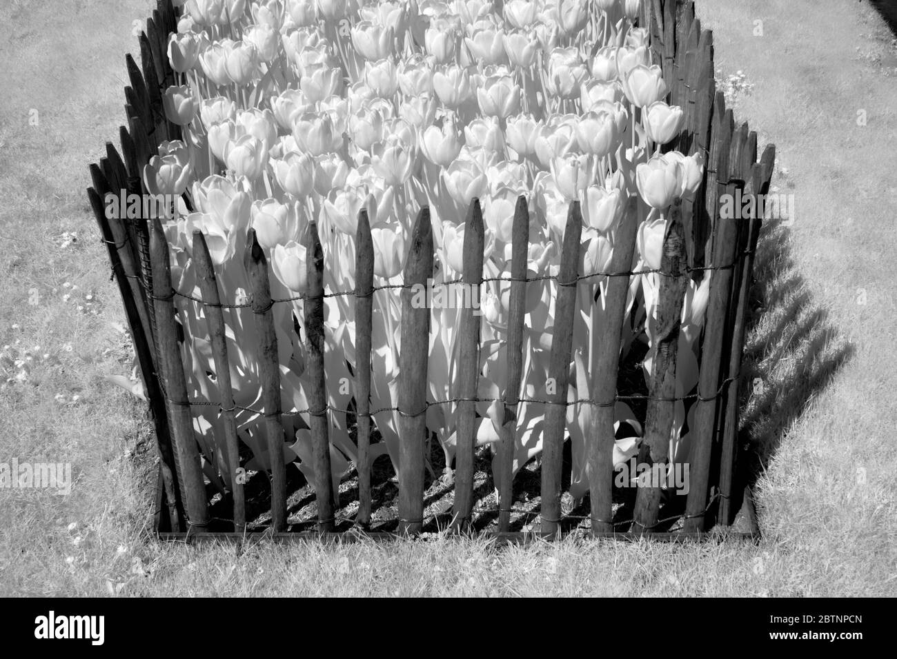 White tulips blooming in Black and White Stock Photos & Images - Alamy