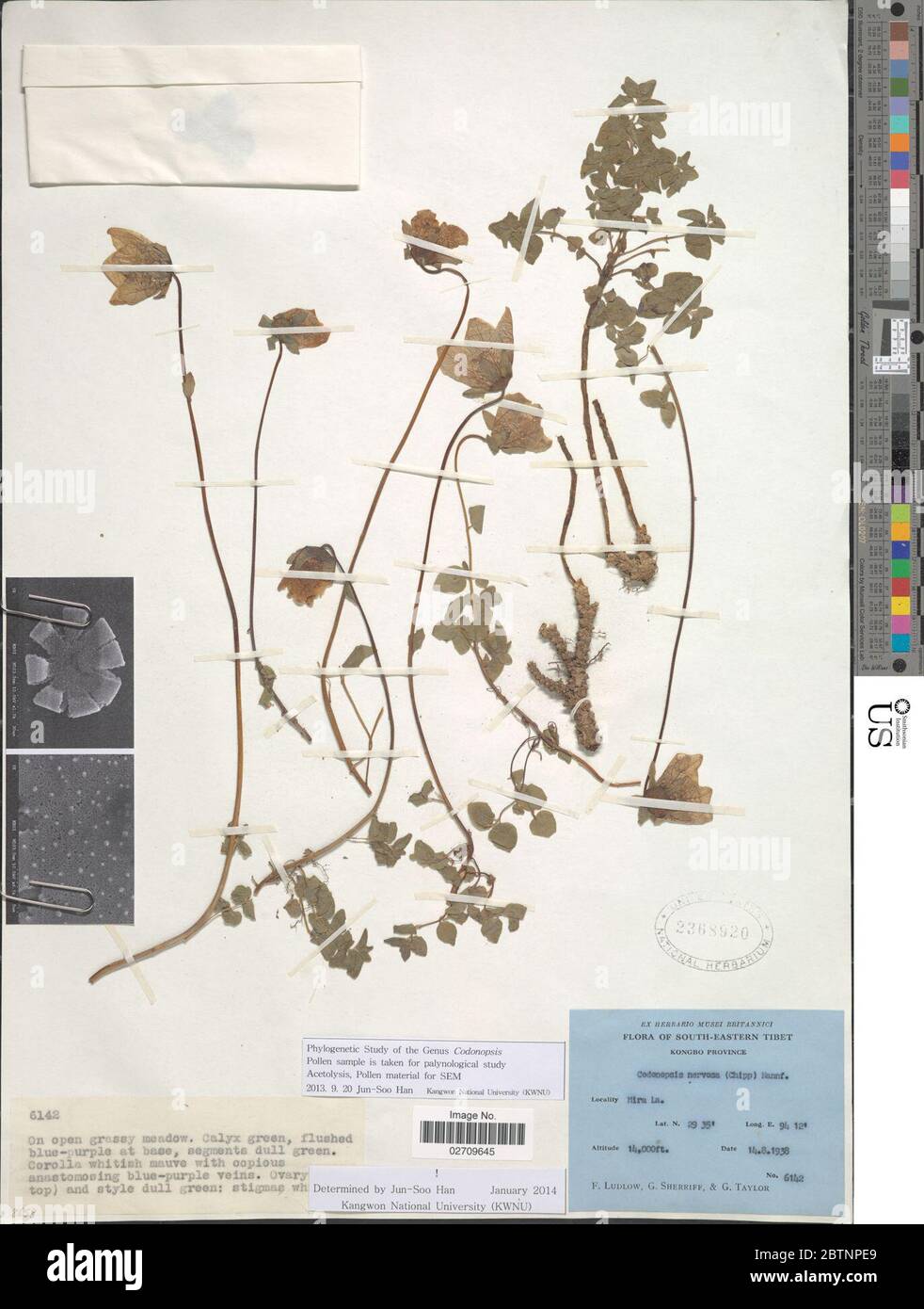 Codonopsis nervosa Chipp Nannf Stock Photo - Alamy