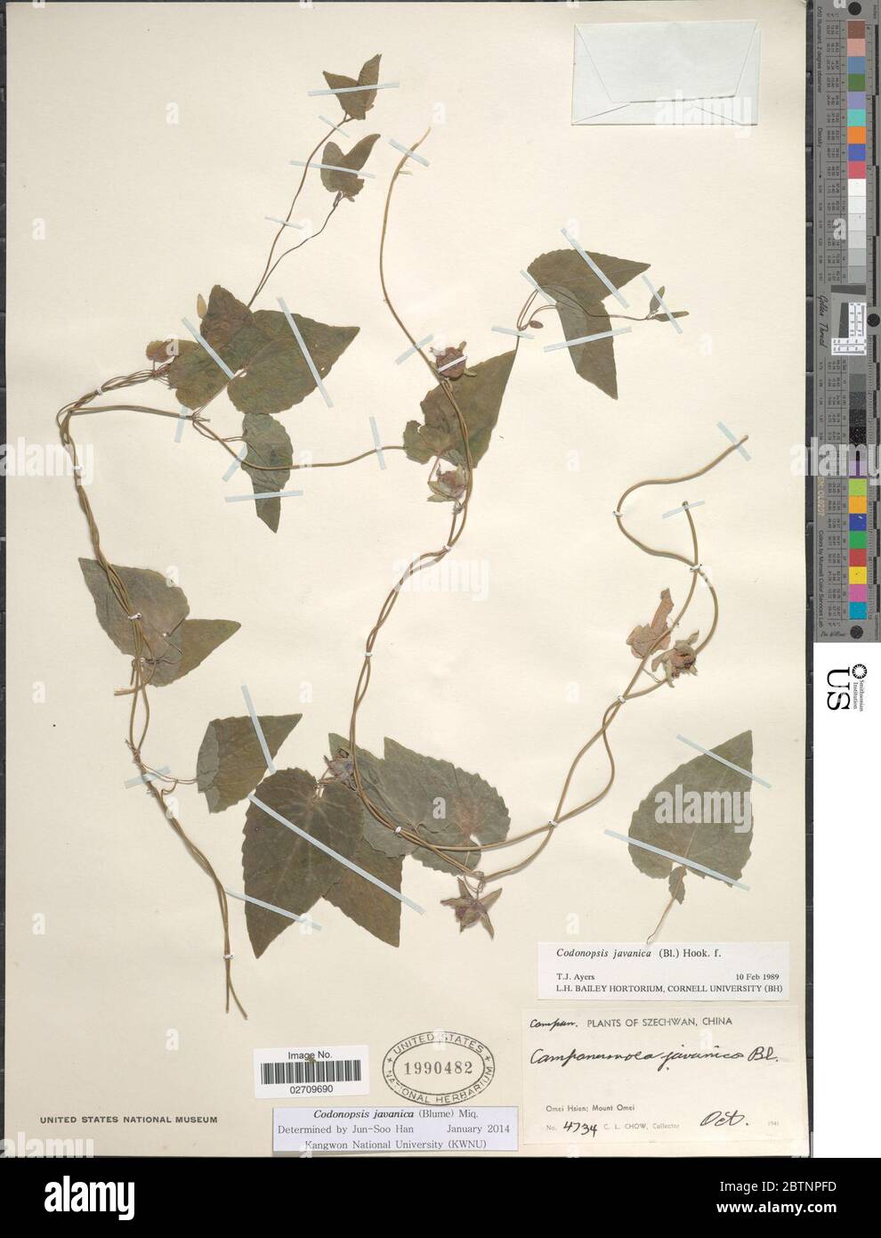 Codonopsis javanica Blume Hook f Thomson Stock Photo - Alamy