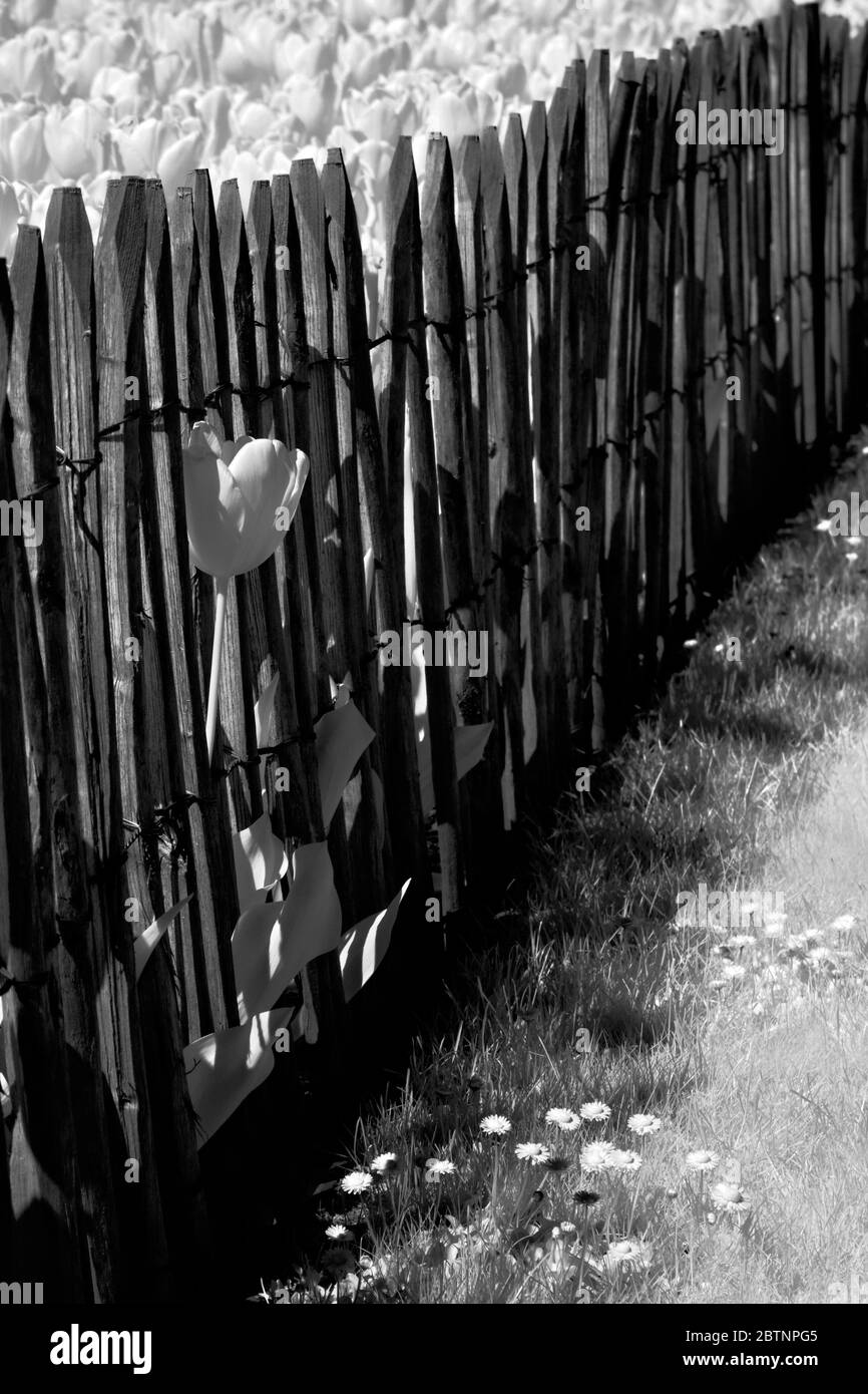 Tulips flower blooming Black and White Stock Photos & Images - Alamy