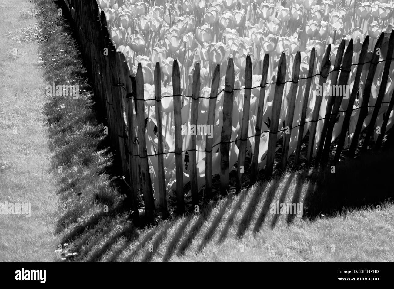 White tulips blooming in Black and White Stock Photos & Images - Alamy