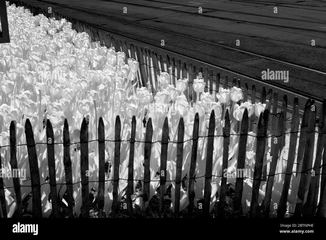 Tulips flower blooming Black and White Stock Photos & Images - Alamy