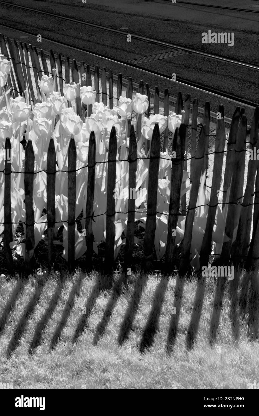 Tulips flower blooming Black and White Stock Photos & Images - Alamy