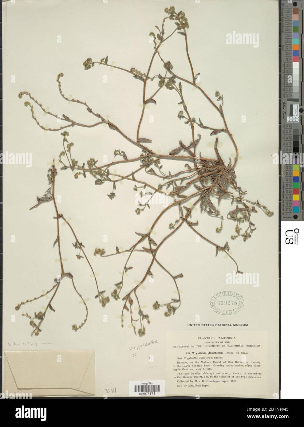 Cryptantha dumetorum Greene ex A Gray Greene Stock Photo - Alamy