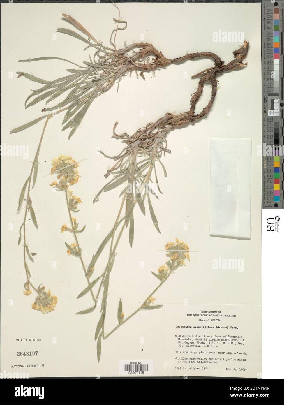 Confertiflora hi-res stock photography and images - Alamy