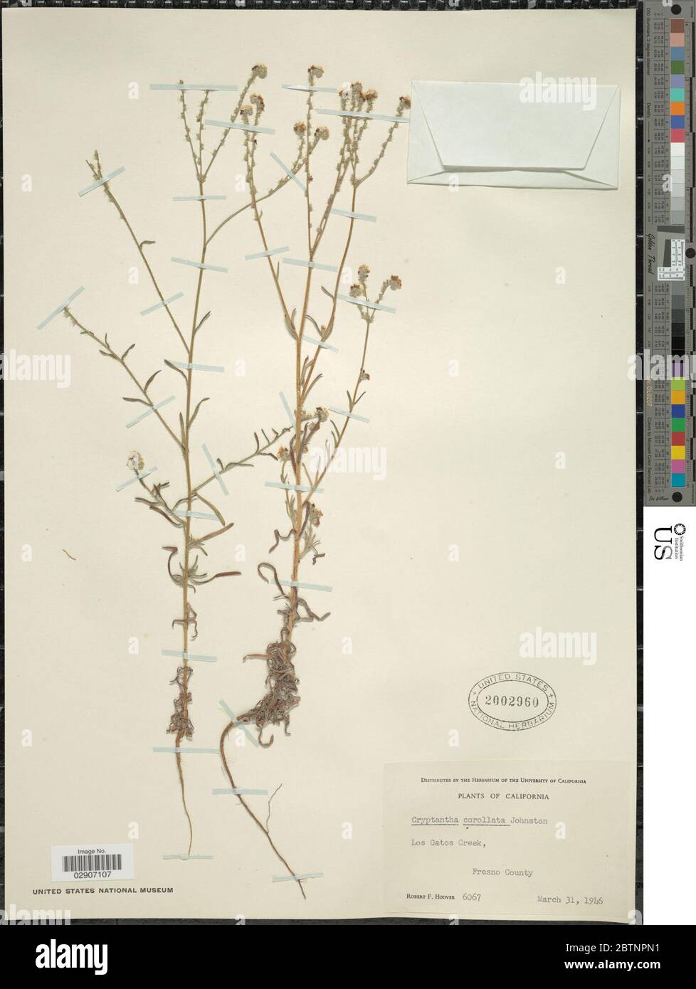 Cryptantha corollata hi-res stock photography and images - Alamy