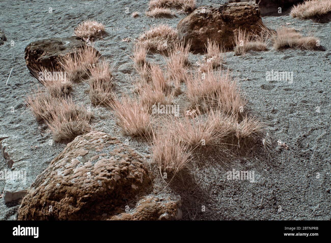 infrared image - desert grass - artificial scenery - botanical garden ...