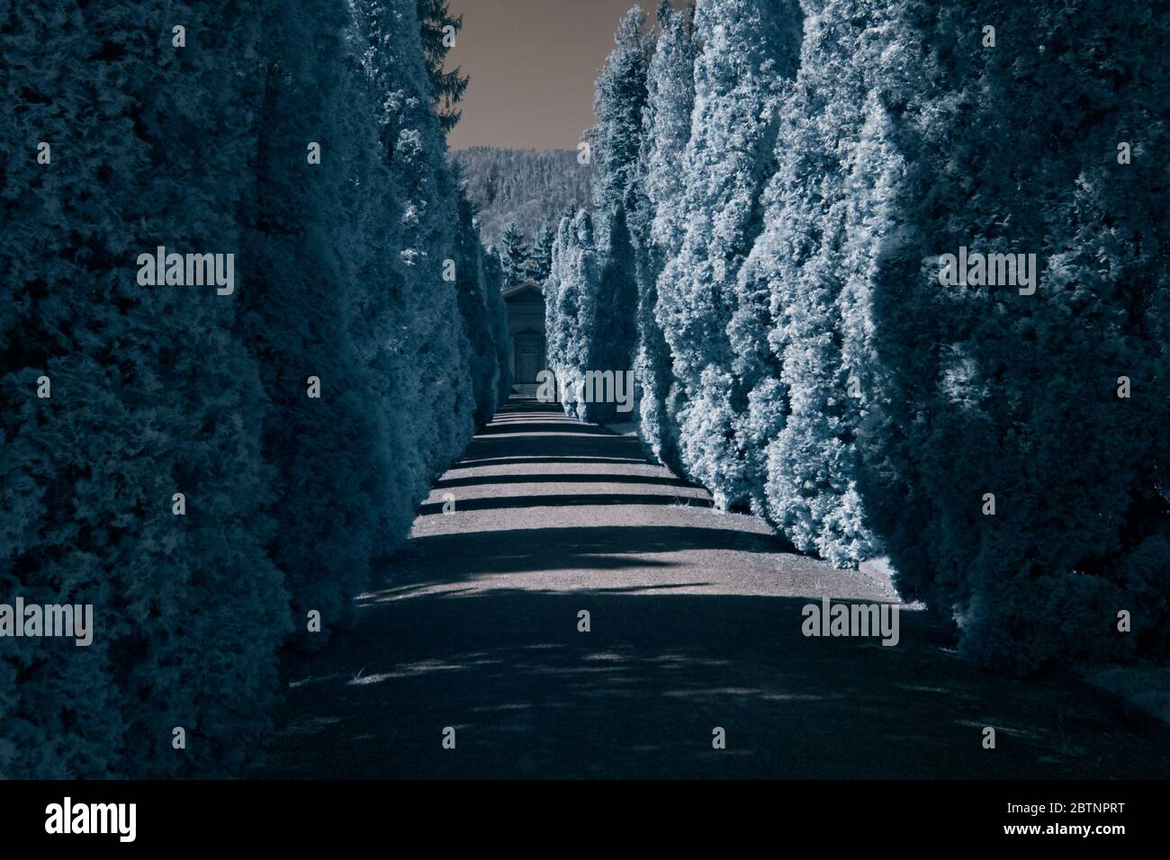 infrared image - alley of conifers - cemetery of sihlfeld - city of ...