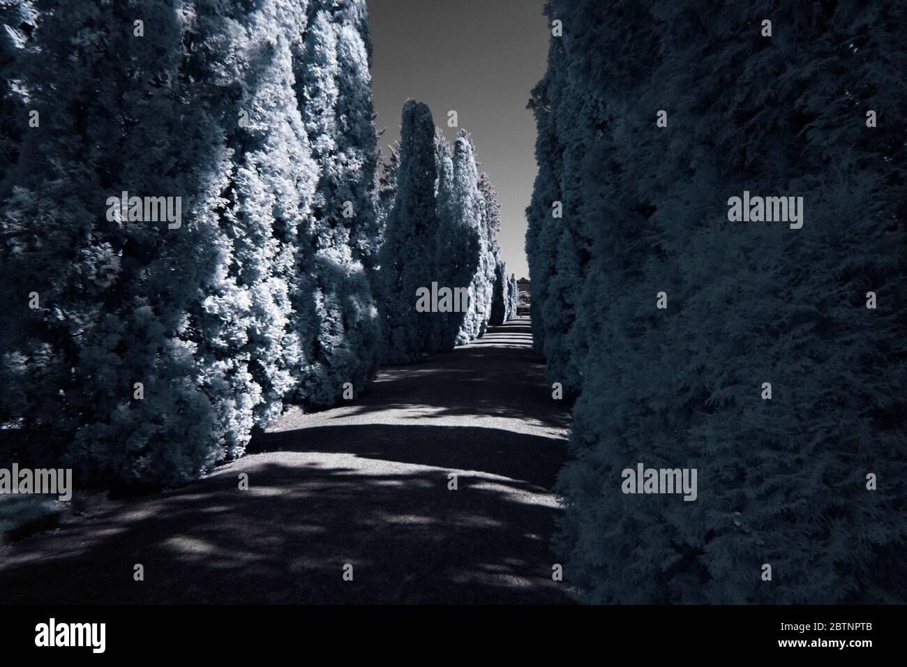 infrared image - alley of conifers - cemetery of sihlfeld - city of ...