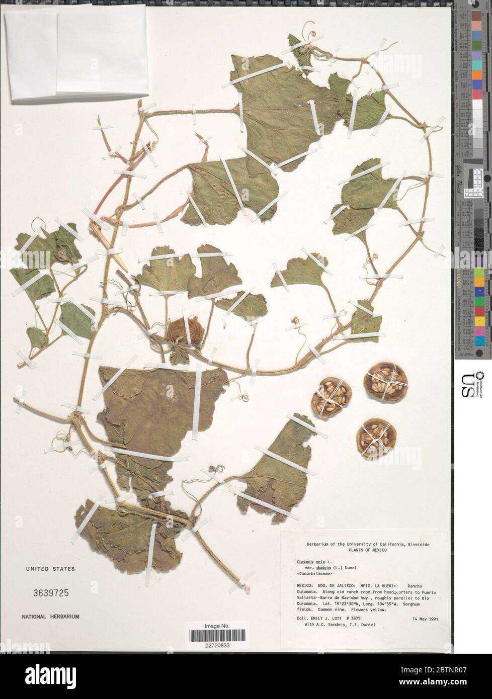 Cucumis melo L Stock Photo - Alamy
