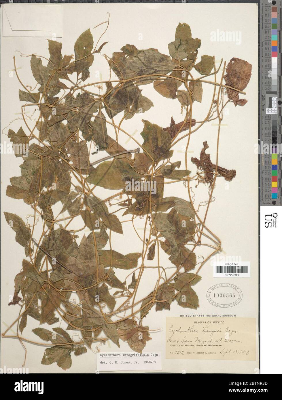 Cyclanthera integrifoliola Cogn Stock Photo - Alamy