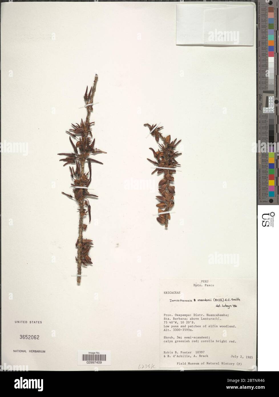 Demosthenesia mandoni Britton AC Sm Stock Photo - Alamy