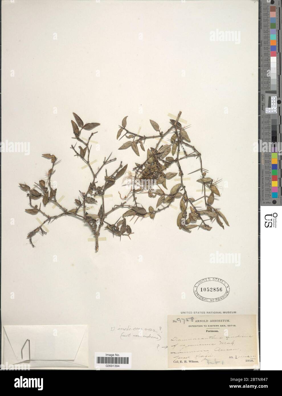 Damnacanthus indicus L f Stock Photo - Alamy