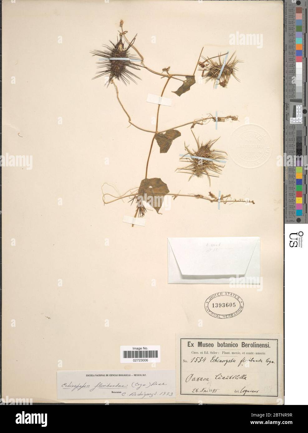 Floribundus hi-res stock photography and images - Alamy