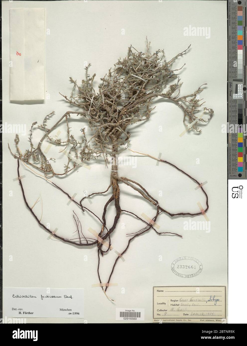 Echiochilon fruticosum Desf Stock Photo - Alamy