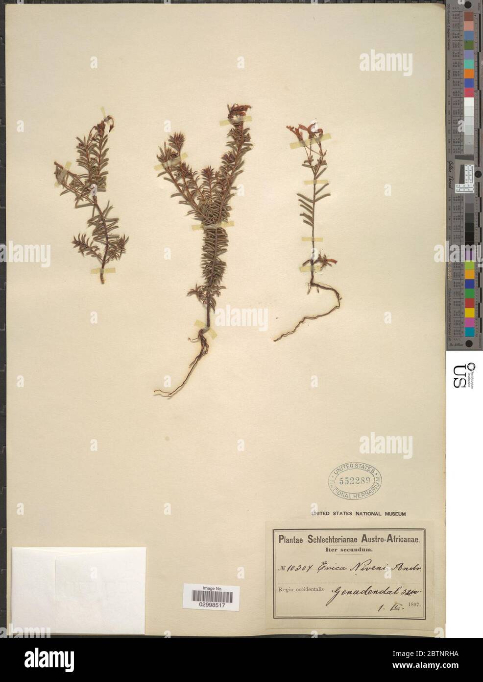 Erica nivenia Andrews Stock Photo - Alamy