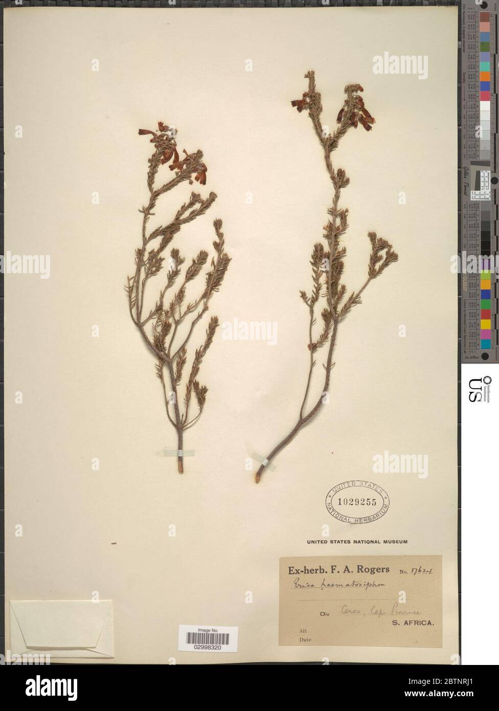 Erica haematosiphon Guthrie Bolus Stock Photo - Alamy