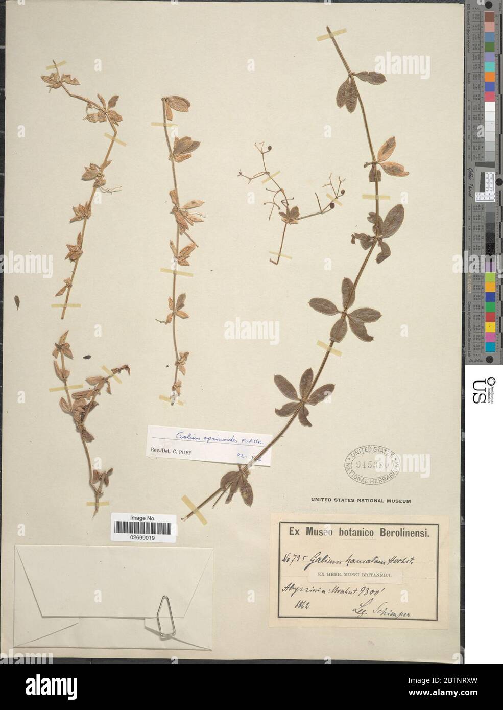 Galium aparinoides Forssk Stock Photo - Alamy