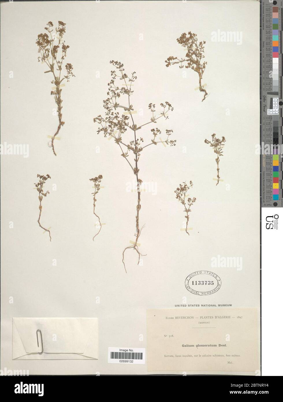 Galium glomeratum hi-res stock photography and images - Alamy