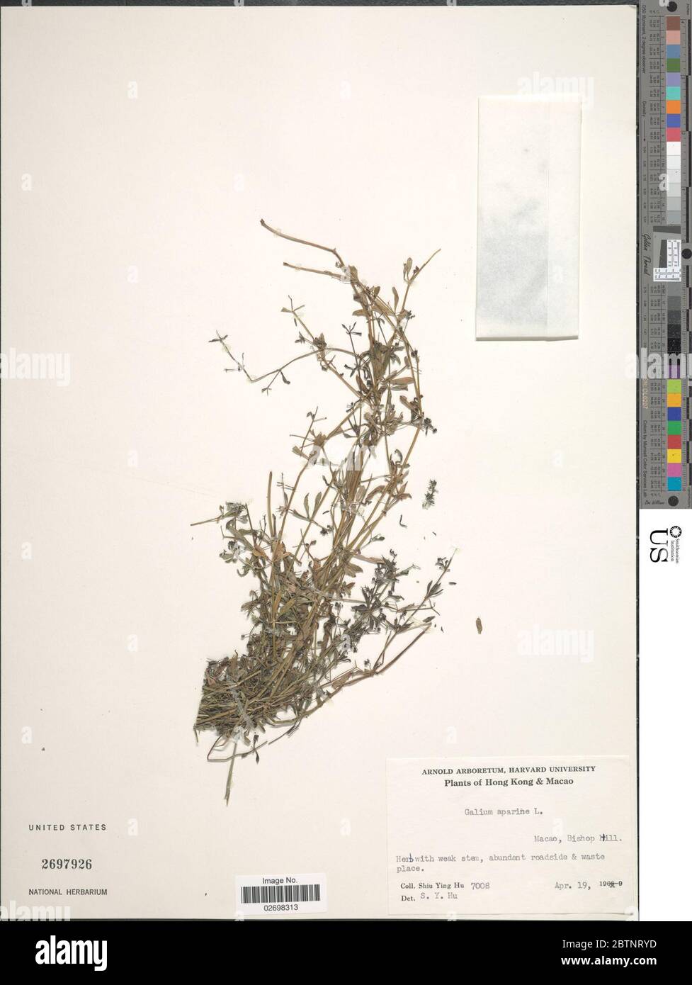 Goosegrass plant galium aparine hi-res stock photography and images - Alamy